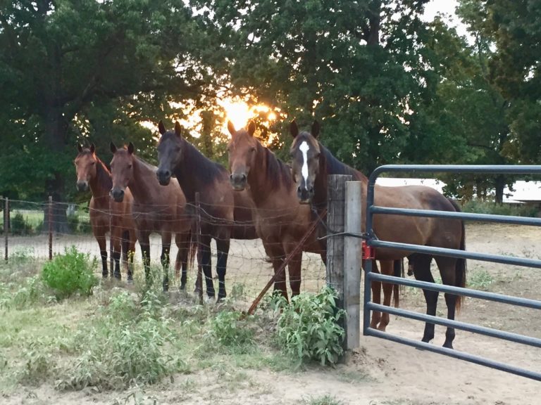 Skyline Stables Tack & Supply